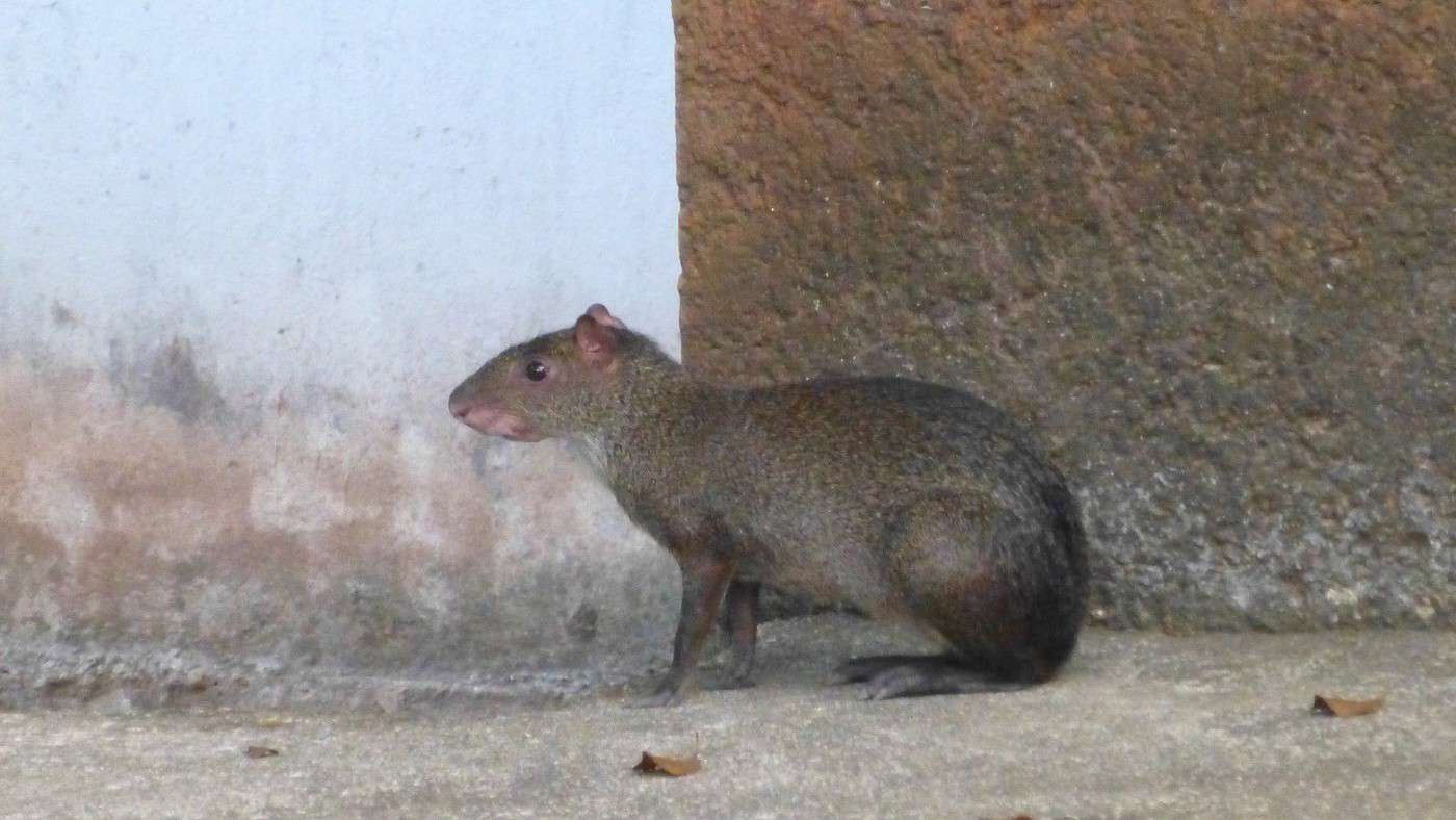 Animal recherché vu à Palenque dans le Chiapas au Mexique | Forum ...